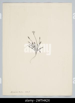 Microseris scapigera (Solander ex Cunningham) Schultz-Bipontinus prints ...
