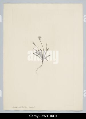 Microseris scapigera (Solander ex Cunningham) Schultz-Bipontinus prints ...