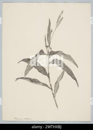 Persicaria attenuata (R. Brown) Sojak prints, copper engravings, line ...