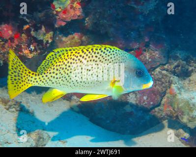 Yellow fish, dive site Jackson Reef, Red Sea, Egypt Stock Photo - Alamy