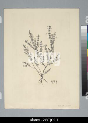 Bauera rubioides var. microphylla (Sieber ex de Candolle) Seringe ex ...