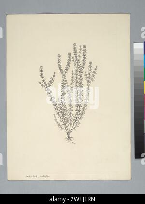 Bauera capitata Seringe ex de Candolle, by Sydney Parkinson. Gift of ...