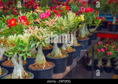 Variegated adenium of various flowering colors in pots on display in ...