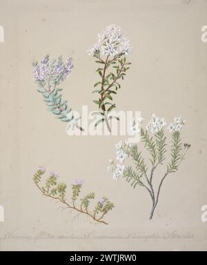 Veronica watercolours, works on paper Stock Photo - Alamy