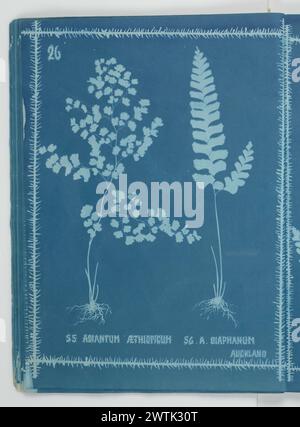 Adiantum diaphanum, Auckland. From the album: New Zealand ferns,148 ...