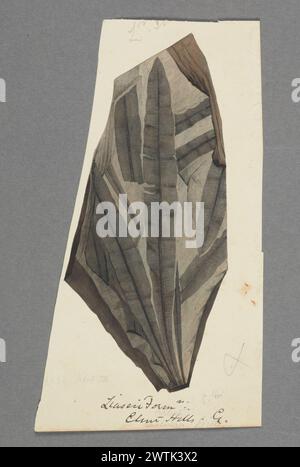 Fossil plant specimen. works on paper Stock Photo - Alamy