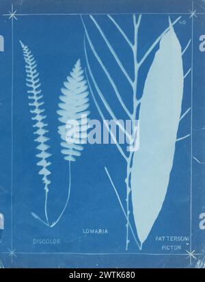 Lomaria discolor, L. pattersoni, Picton. From the album: New Zealand ...