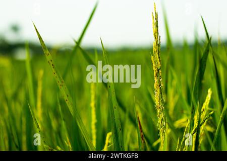 The main purpose of a paddy field is food production. Paddy fields ...