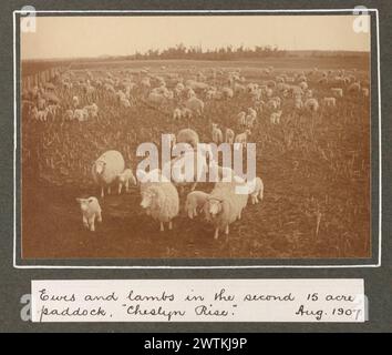 Sheep in a field. From album: Hand camera work photograph album, circa ...
