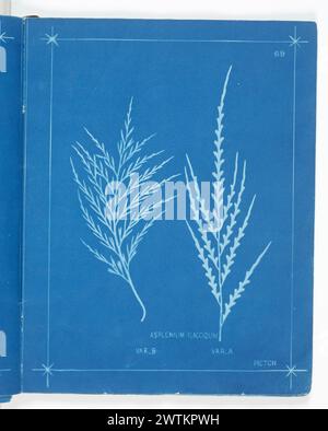 Asplenium flaccidum, var. B and var. A, Picton. From the album: New ...