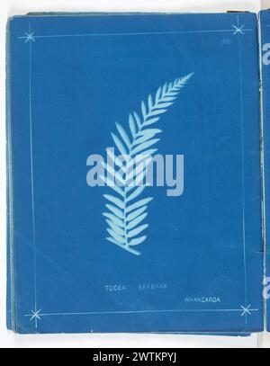 Todea barbara, Whangaroa. From the album: New Zealand ferns,148 ...