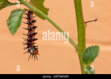 The pupa, larva, is attached to the tree. The caterpillar turns into a ...