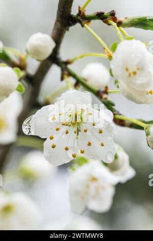 Rottweil, Germany. 18th Mar, 2024. Raindrops hang on primroses after a ...