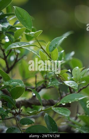 Ficus microcarpa (Ficus malacocarpa, Chinese banyan, Malayan banyan ...