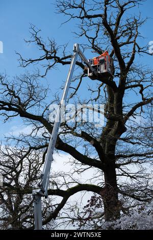 Tree surgeons on a Multitel MZ250 Articulated Aerial Platform pruning a ...
