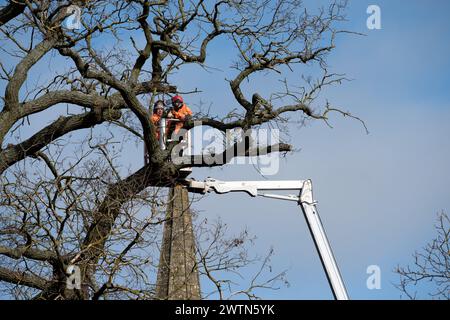 Tree surgeons on a Multitel MZ250 Articulated Aerial Platform pruning a ...
