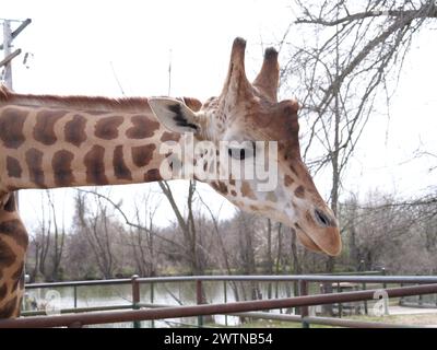 Strafford, Missouri - March 12: Wild Animal Safari Springfield, MO ...