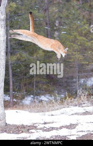 Puma Felis concolor, juvenile climbing tree, Montana, USA, March Stock ...