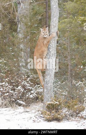 Puma Felis concolor, adult climbing tree, Montana, USA, March Stock ...