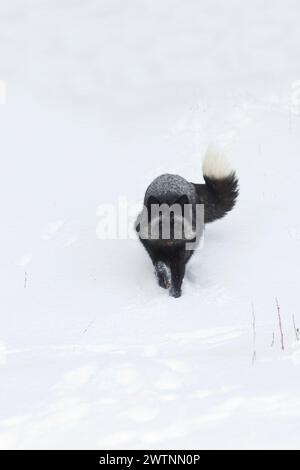 One adult silver fox (Vulpes vulpes) resting on a rock. The silver fox ...