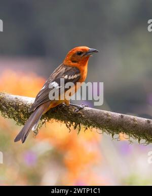 Male flame-coloured tanager (Piranga bidentata), formerly known as the ...