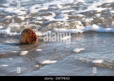 The Atlantic Giant Cockle, Dinocardium robustum, is one of the largest ...