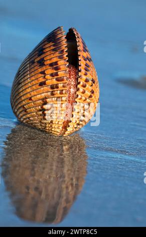 The Atlantic Giant Cockle, Dinocardium robustum, is one of the largest ...