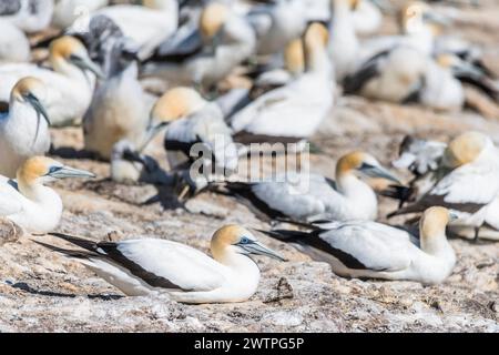 Australian Gannet (Morus serrator) at Point Danger: Australia's Sole ...
