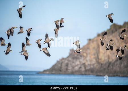 Flock of Masked Lapwings (Vanellus miles) in Flight Along the ...