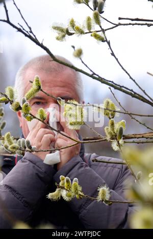Pollen allergy, willow pollen, March, Germany Stock Photo - Alamy