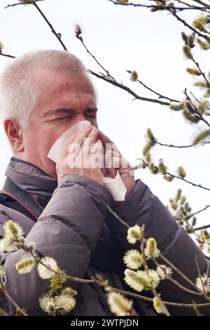 Pollen allergy, willow pollen, March, Germany Stock Photo - Alamy