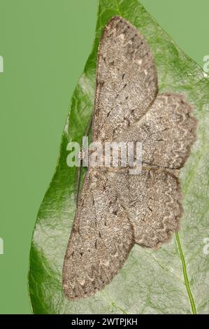 Ash-grey moth (Hypomecis punctinalis), male, moth, North Rhine ...