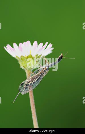 Camel-necked fly (Raphidia mediterranea), female on the flower of the ...