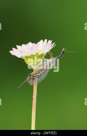 Camel-necked fly (Raphidia mediterranea), female on the flower of the ...