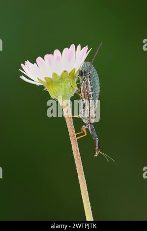 Camel-necked fly (Raphidia mediterranea), female on the flower of the ...