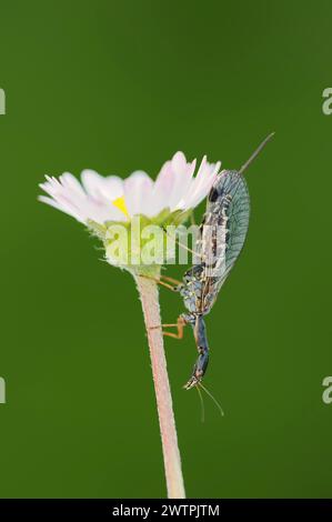 Camel-necked fly (Raphidia mediterranea), female on the flower of the ...
