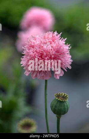 Flowers of the fringed poppy (Papaver laciniatum), Mecklenburg-Western ...