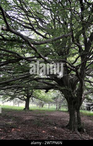 Beech tree, fagus, italy Stock Photo - Alamy
