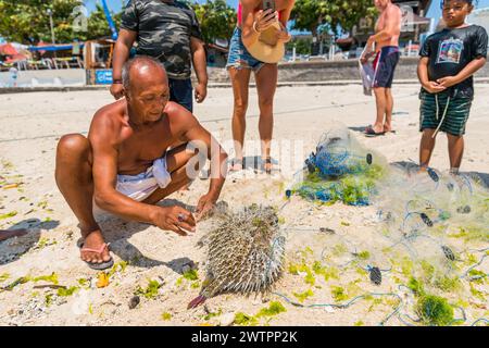 Indonesian fisherman with a puffer fish (Tetradontidae) on the beach ...