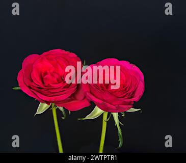Pair of red roses Stock Photo - Alamy