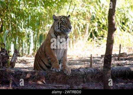 Tigers are powerful hunters with sharp teeth, strong jaws and agile ...