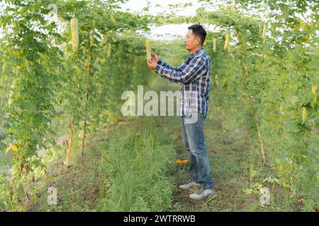 Bitter gourd or bitter melon vegetables in hand, harvest fresh green ...