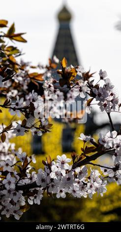 Leipzig, Germany. 19th Mar, 2024. A magnolia is in full bloom on the ...