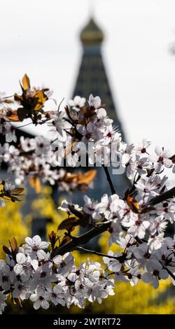 Leipzig, Germany. 19th Mar, 2024. A magnolia is in full bloom on the ...