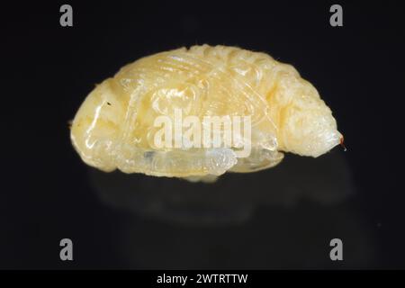 Curculionidae a family of weevils, commonly called snout beetles or ...