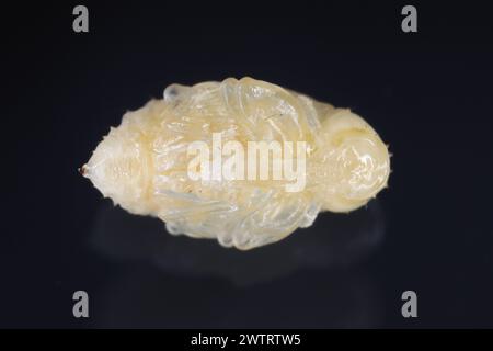 Curculionidae a family of weevils, commonly called snout beetles or ...