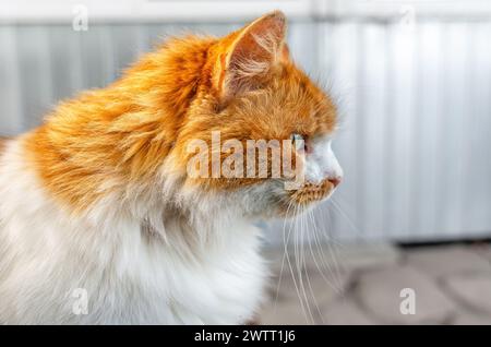 Side view of bold red fluffy cat with white fur on chest looking at ...