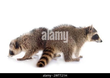 young raccoons in front of white background Stock Photo - Alamy