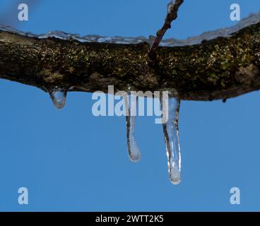Icicles on a tree branch Stock Photo - Alamy