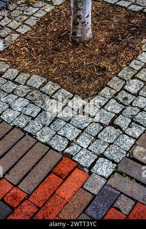 New paving around tree trunk Stock Photo - Alamy